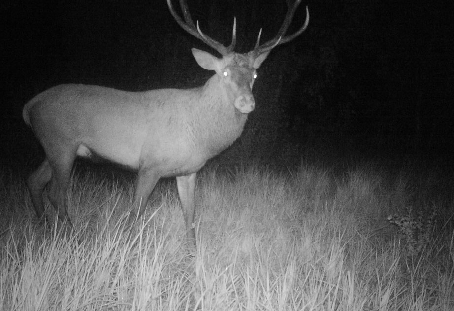 Animals of Chernobyl: welcome to the wildlife paradise in a nuclear ...
