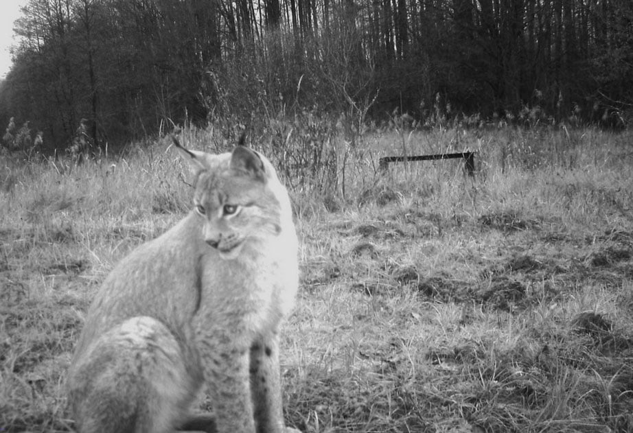 Animals of Chernobyl: welcome to the wildlife paradise in a nuclear ...